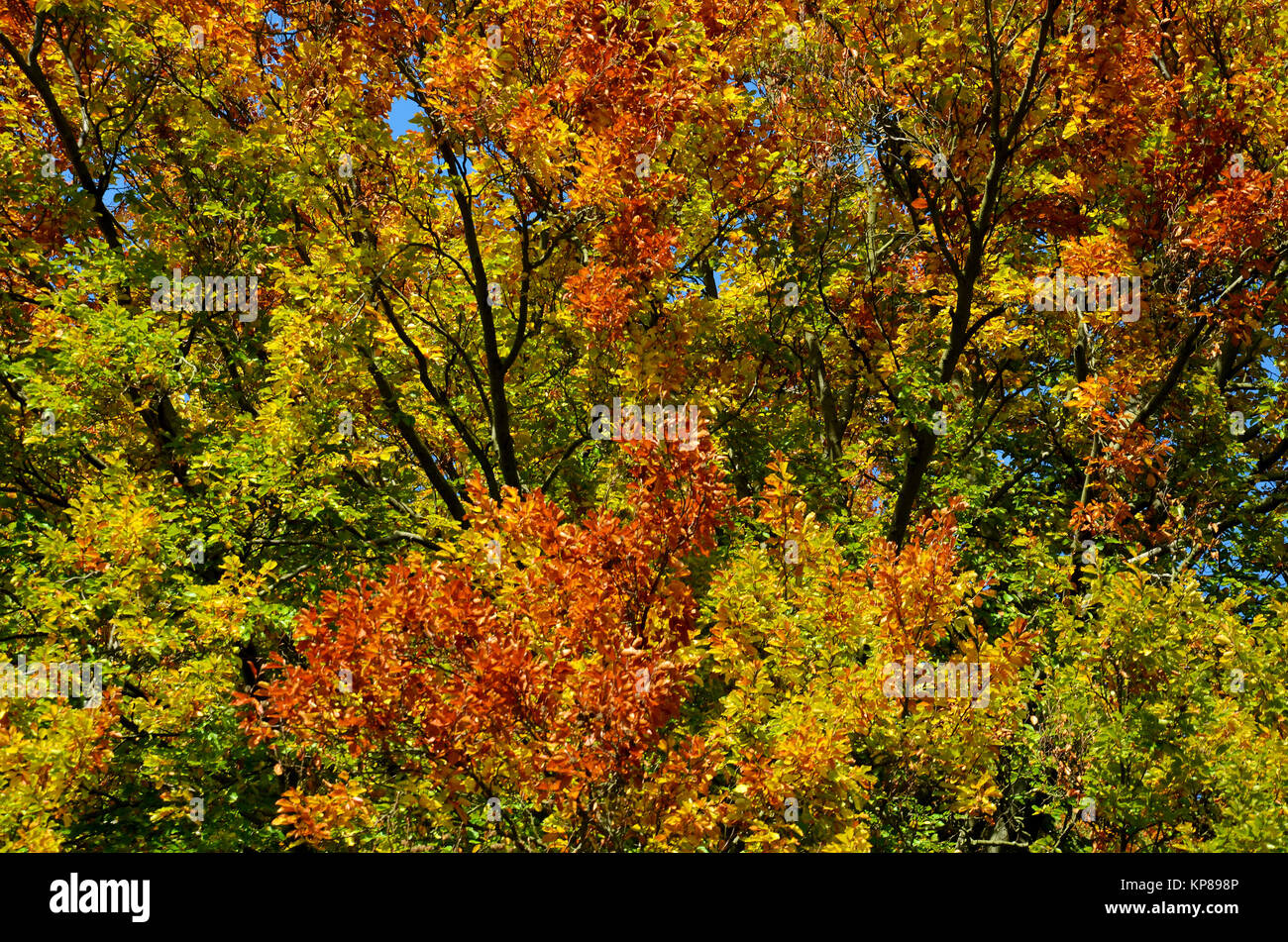 colorful foliage in autumn Stock Photo - Alamy