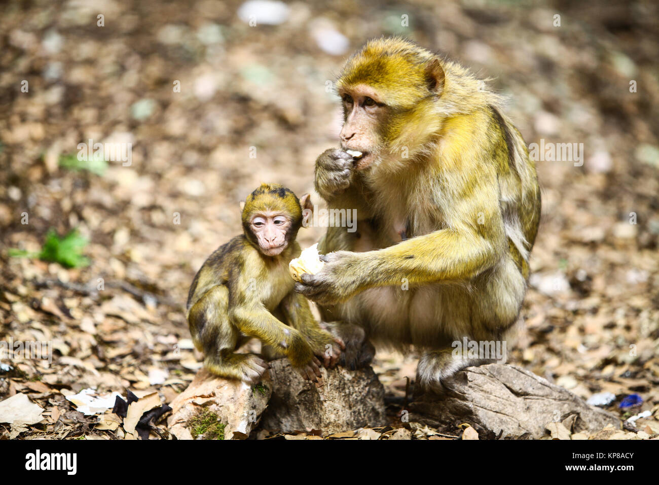 Macaque monkey in Morocco Stock Photo - Alamy