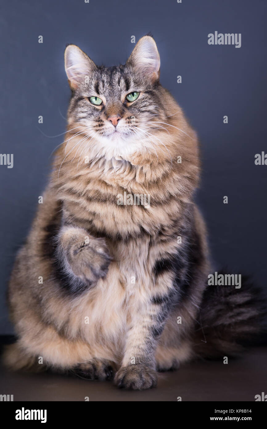 norwegian forest cat portrait Stock Photo - Alamy