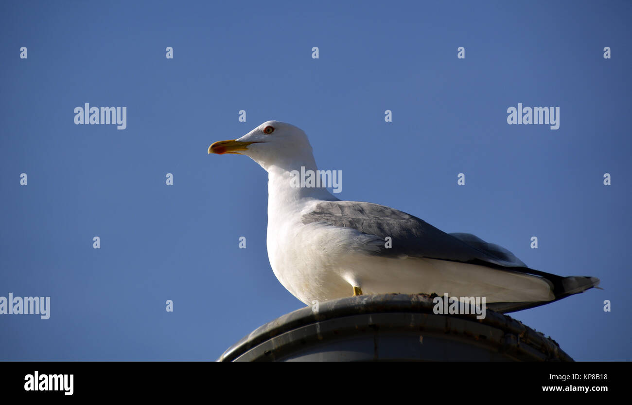 Mediterranean Gull (Larus michahellis Stock Photo - Alamy