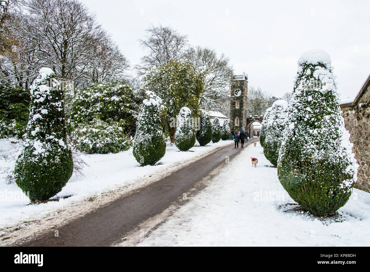 Yew trees line a driveway to a courtyard with a clocktower, used as the ...
