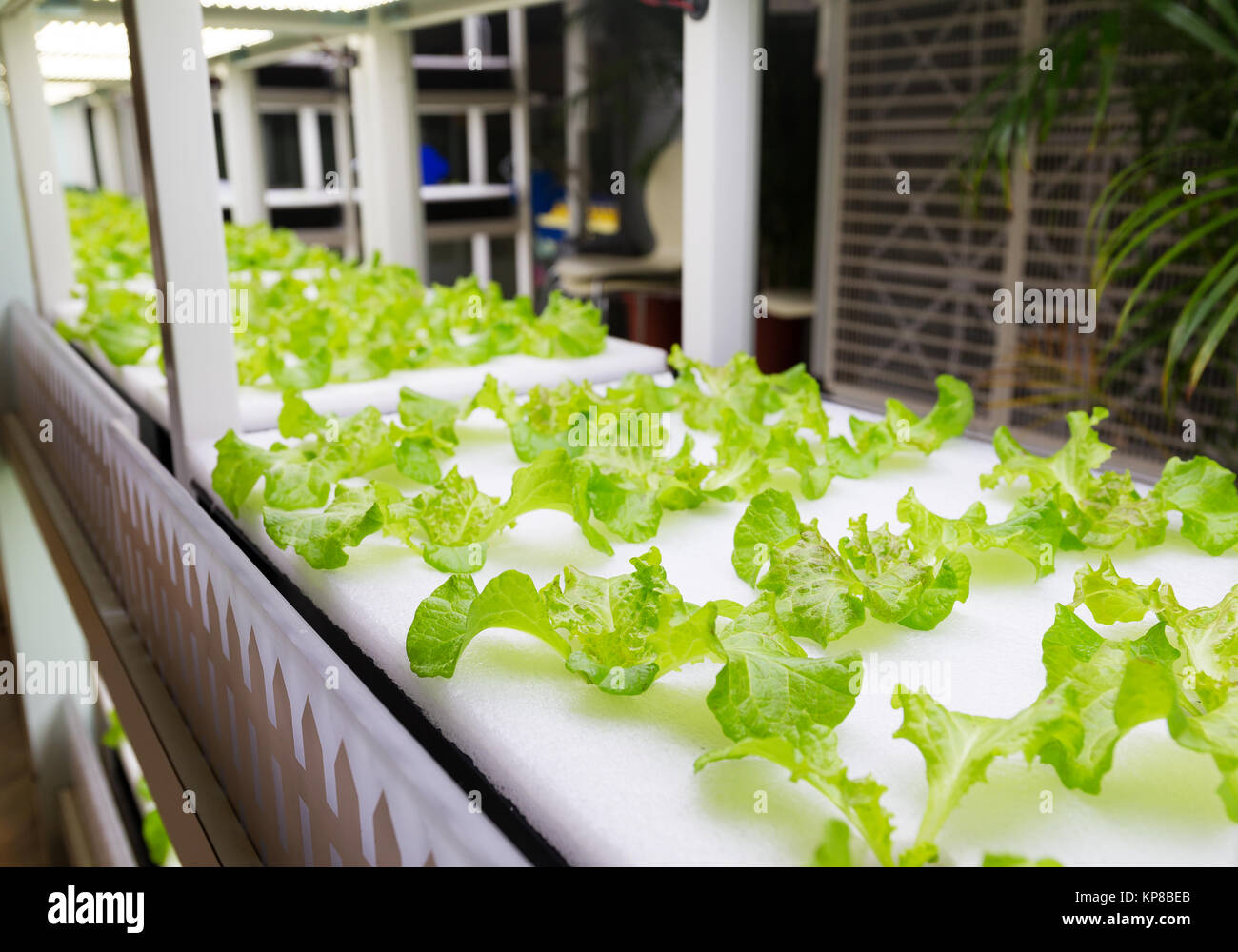 Indoor Hydroponics system rack Stock Photo - Alamy