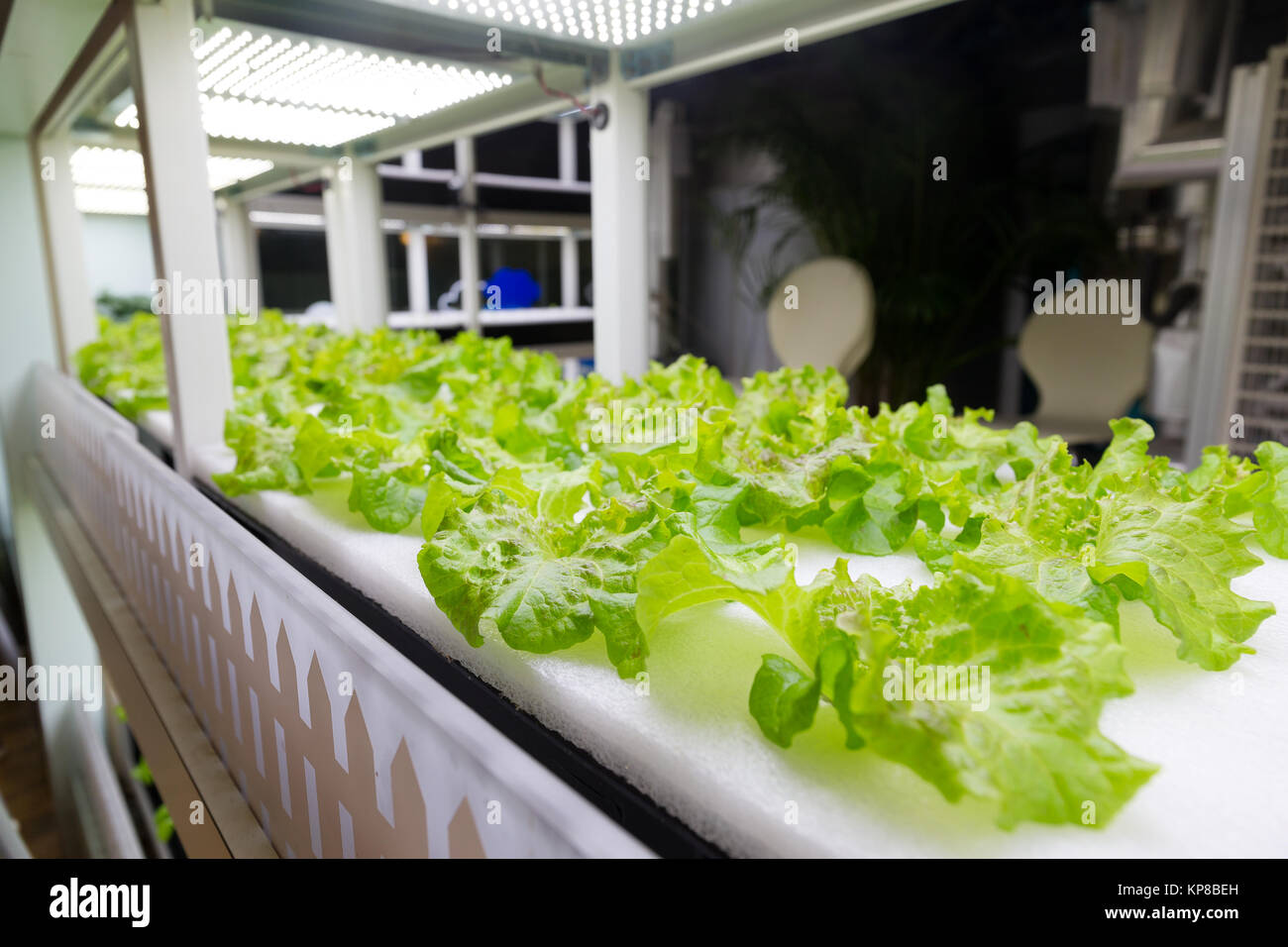 Cultivation vegetables in hydroponics system Stock Photo - Alamy