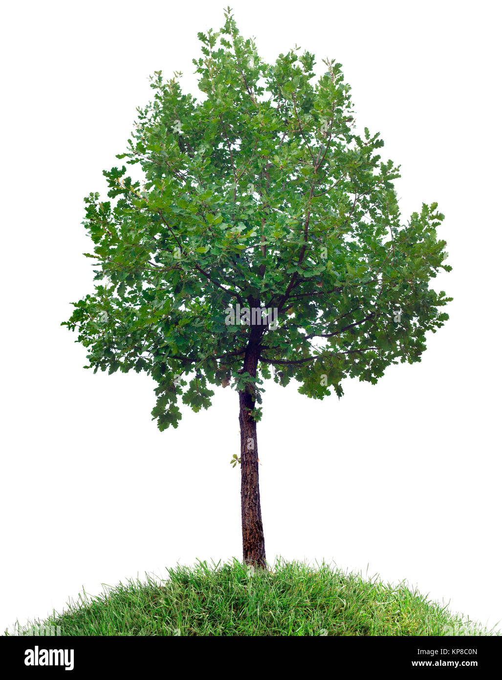 Oak Tree Cutout Stock Photo - Alamy
