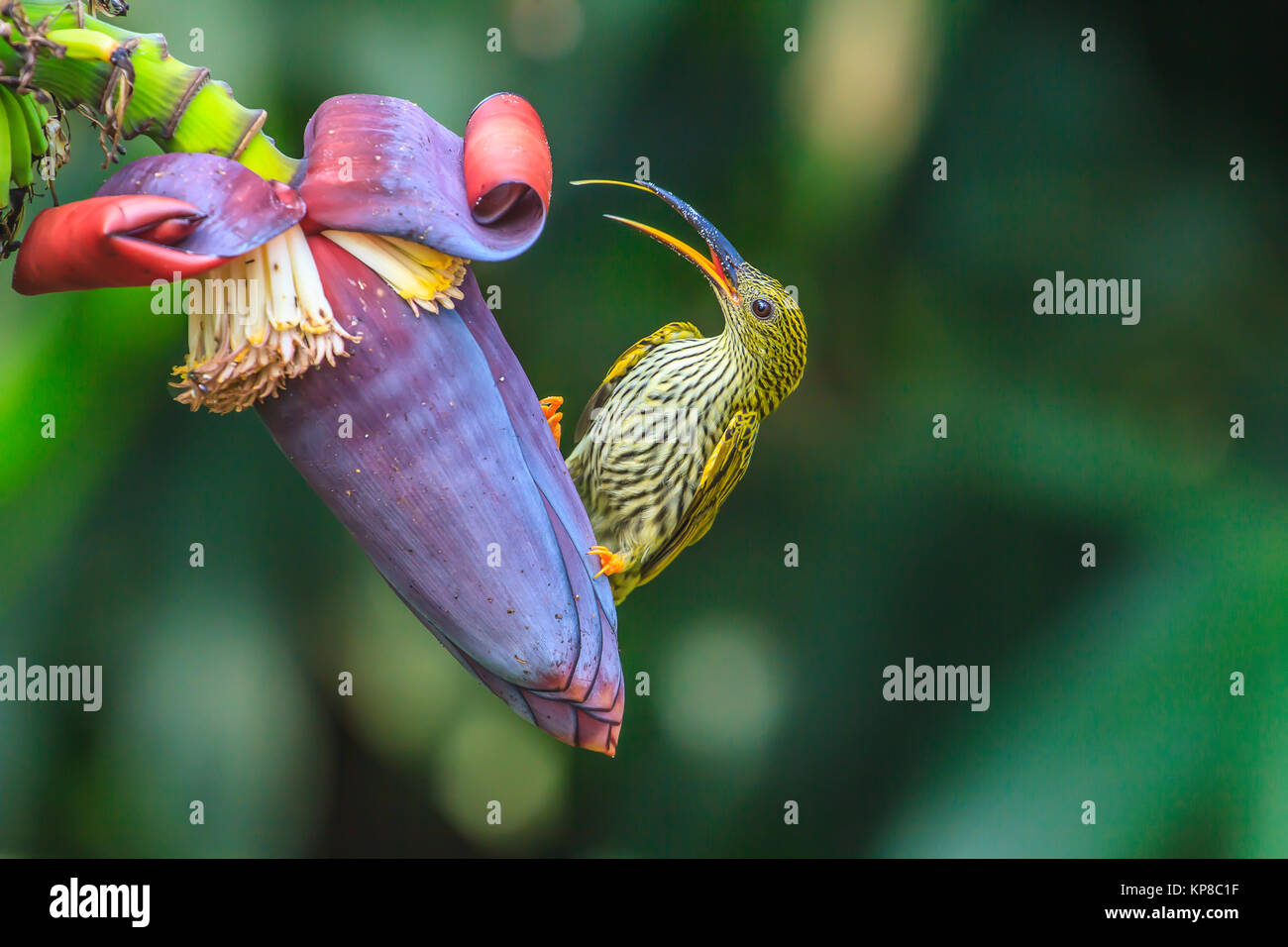 Streaked Spiderhunter bird Stock Photo - Alamy