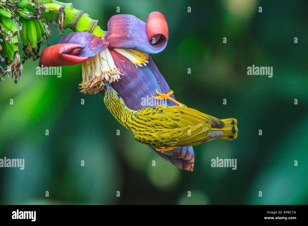Streaked Spiderhunter bird Stock Photo - Alamy