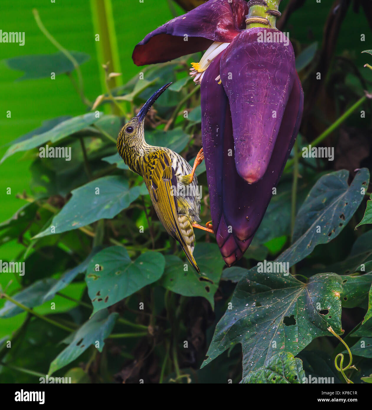 Streaked Spiderhunter bird Stock Photo - Alamy