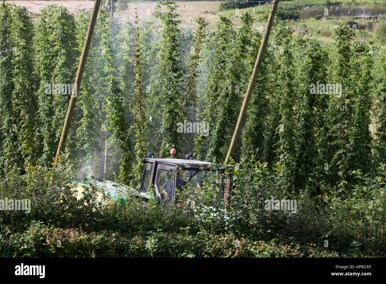 Field of hop Stock Photo - Alamy