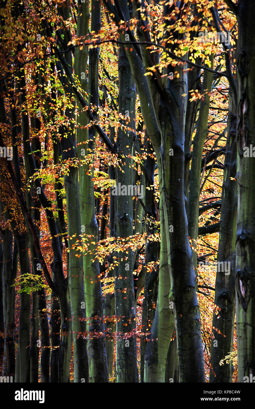 Environment enviroment park brown hi-res stock photography and images ...