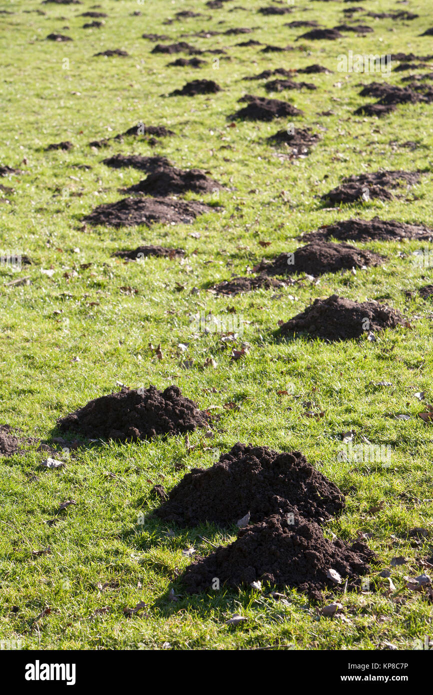 Mole hill garden hi-res stock photography and images - Alamy