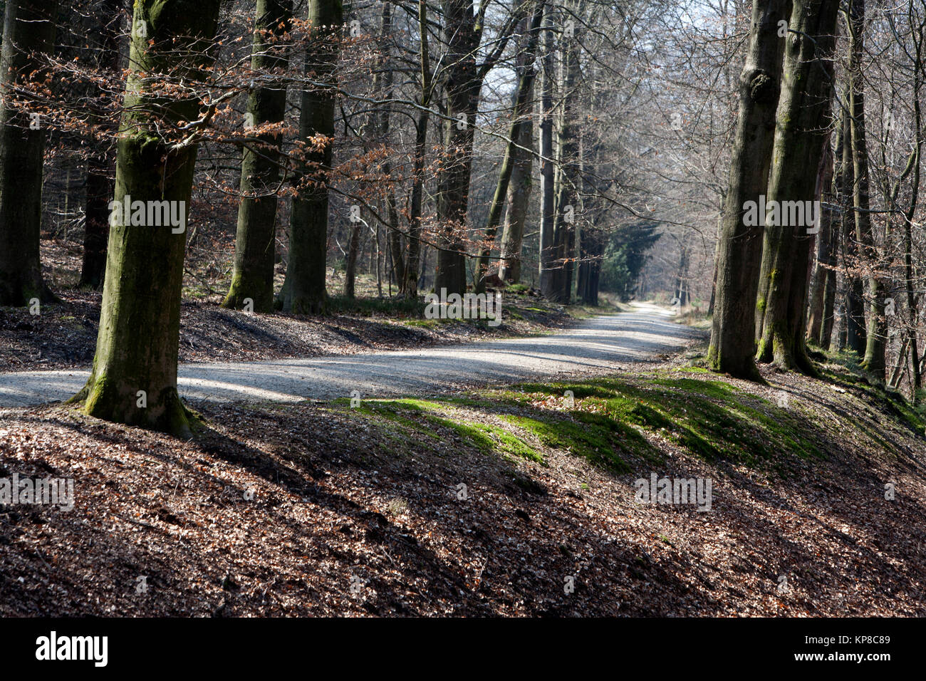 Country road through the woods Stock Photo - Alamy