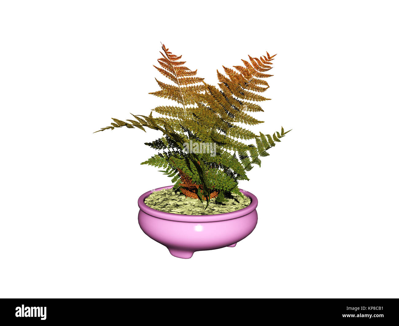 Potted plant with fern exposed Stock Photo - Alamy