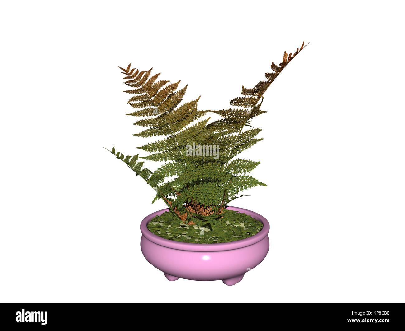 Potted plant with fern exposed Stock Photo - Alamy