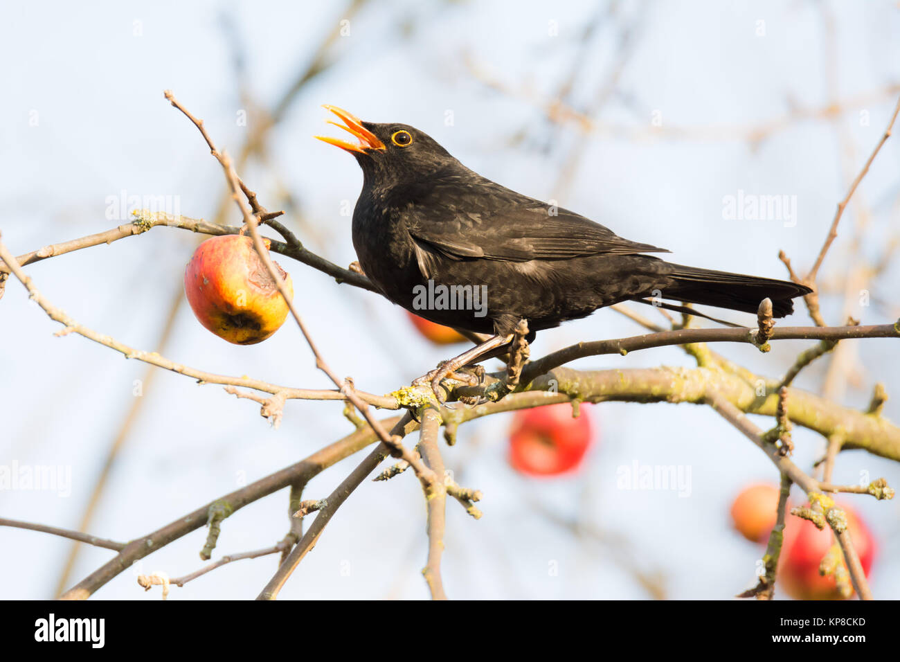 Commonb hi-res stock photography and images - Alamy