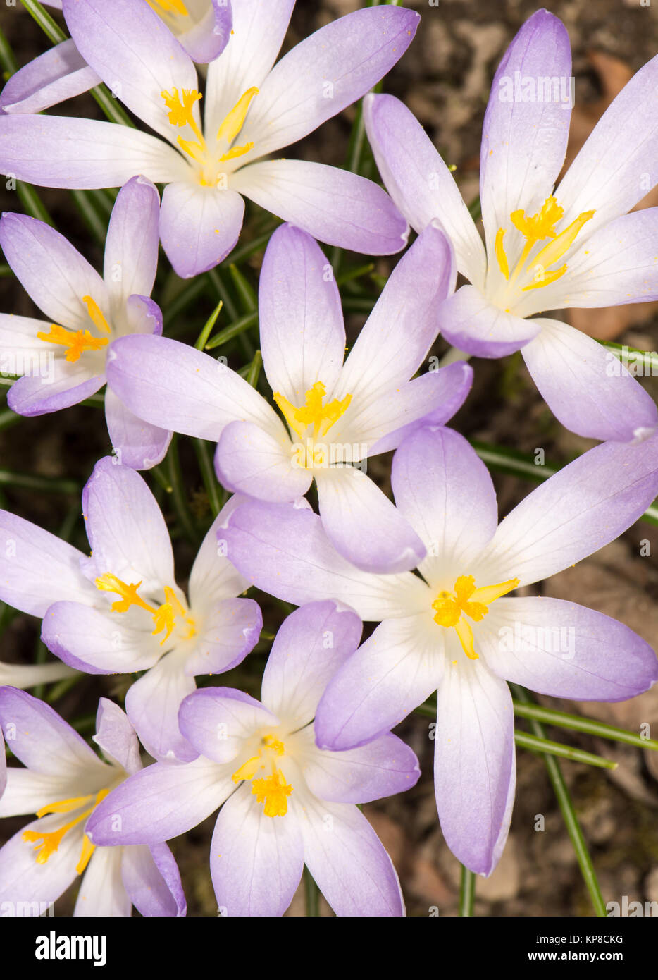 Purple Crocus Blossoms Stock Photo - Alamy