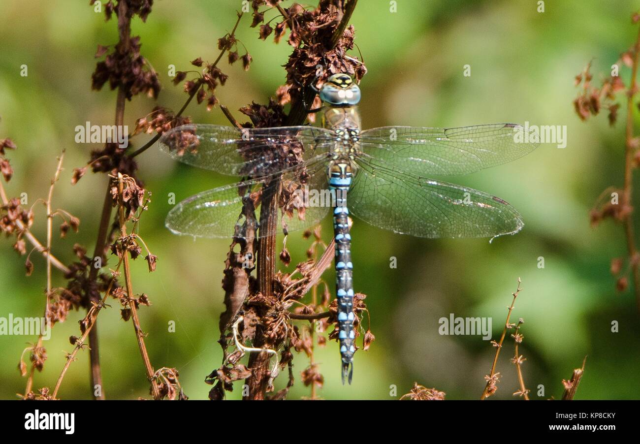 Germany,Schleswig-Holstein - Dragonfly Stock Photo - Alamy