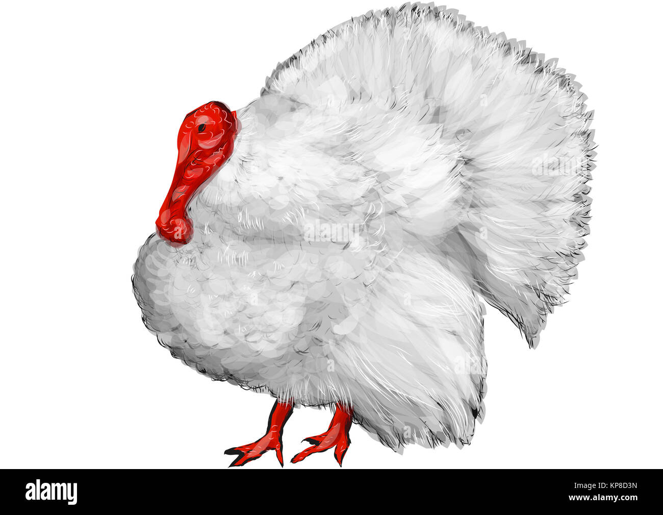 Turkey farm bird livestock hi-res stock photography and images - Alamy