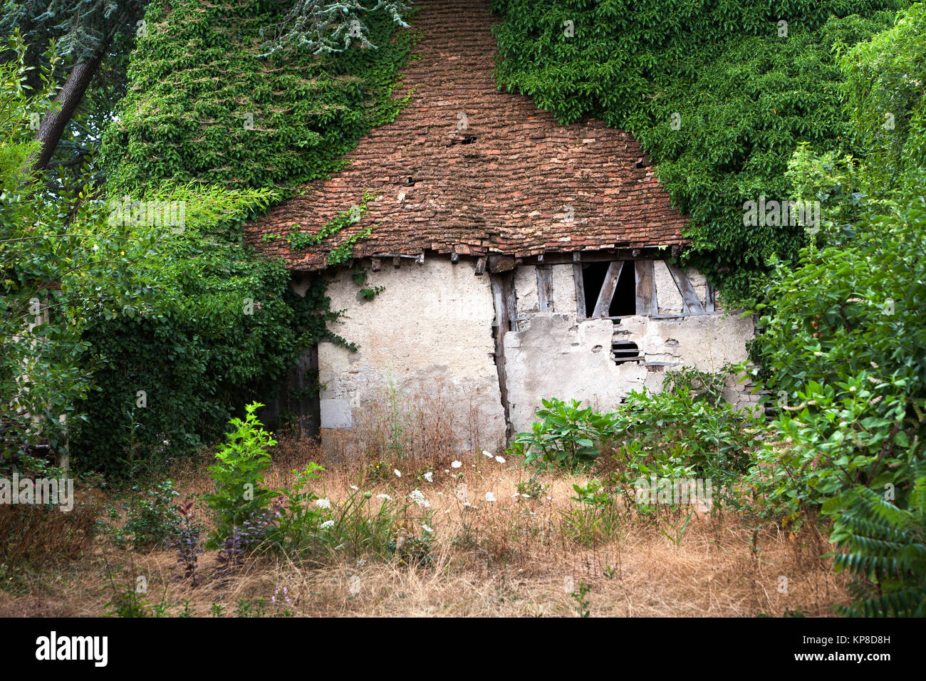 Old abandoned shack overgrown by trees Stock Photo - Alamy