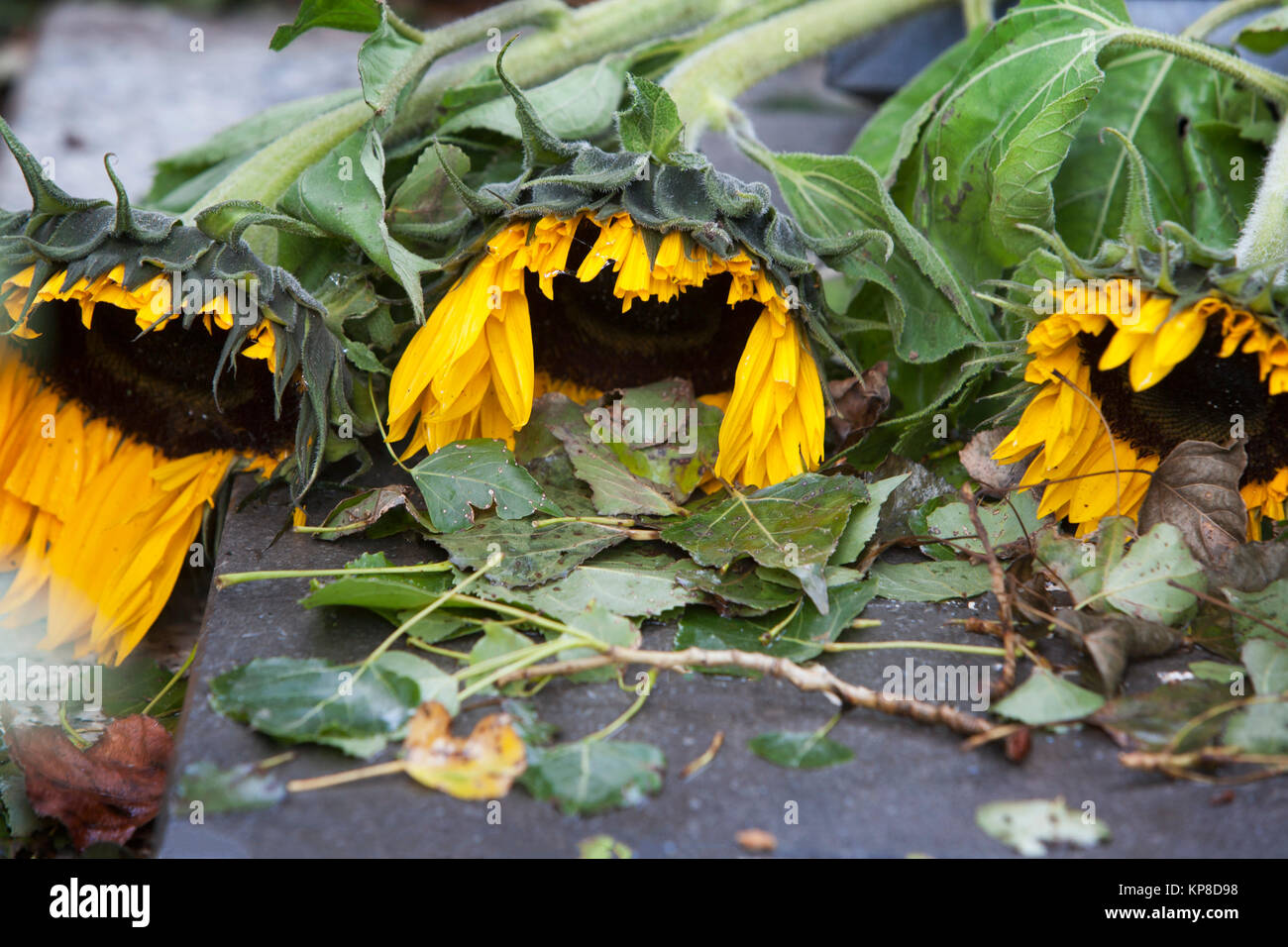 Death flower hi-res stock photography and images - Alamy