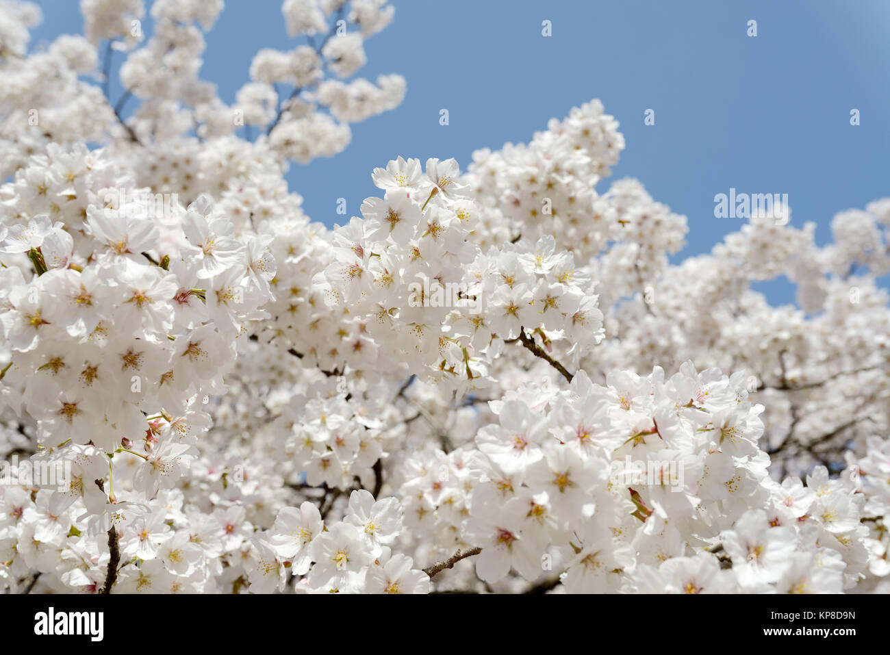 Big cherry blossom tree against the clear blue sky Stock Photo - Alamy