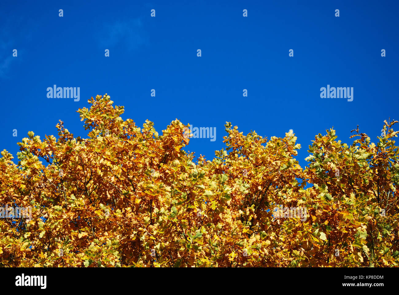 Oak tree with bright fall colors at a blue sky Stock Photo - Alamy