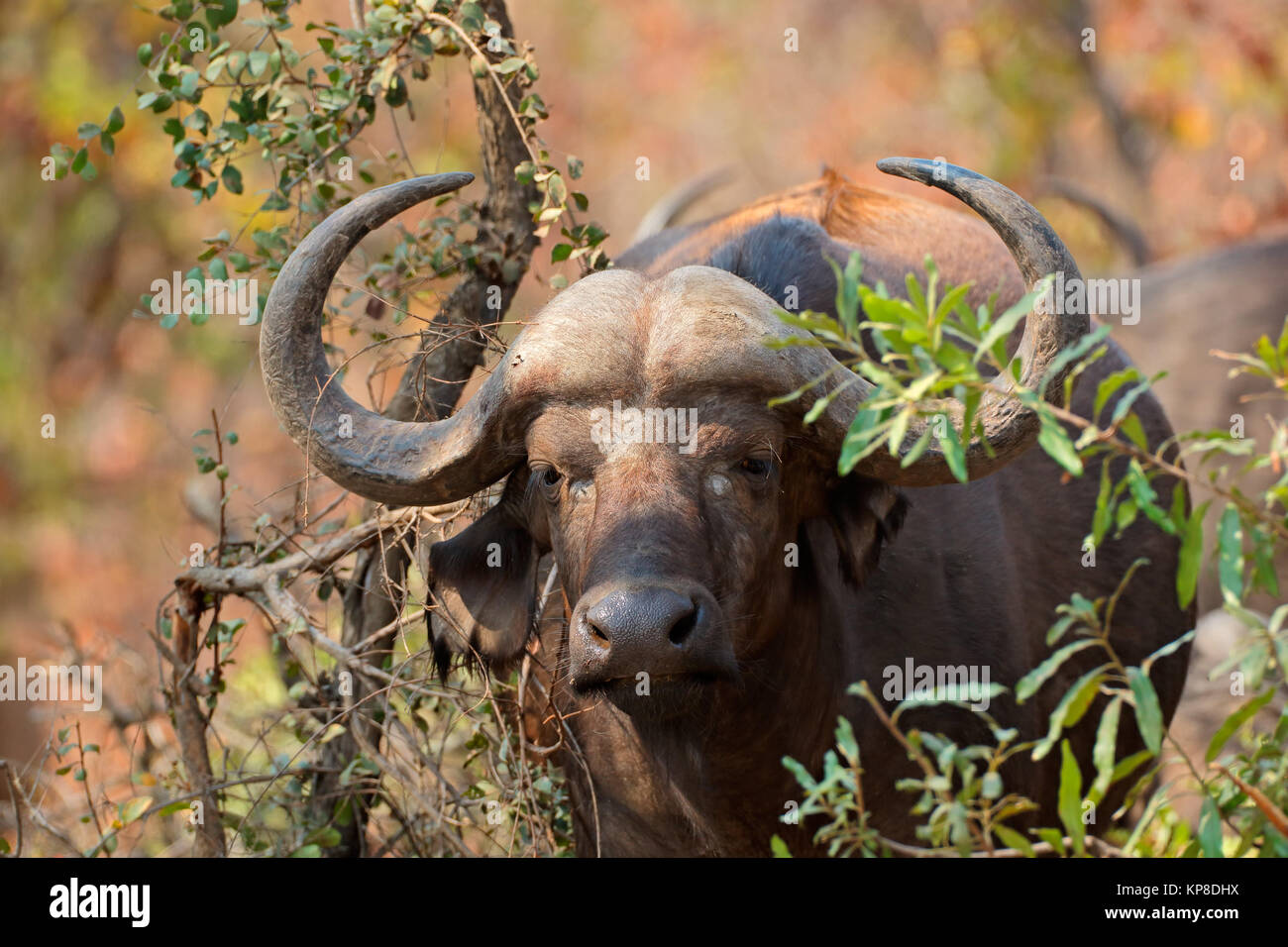 African buffalo portrait Stock Photo - Alamy