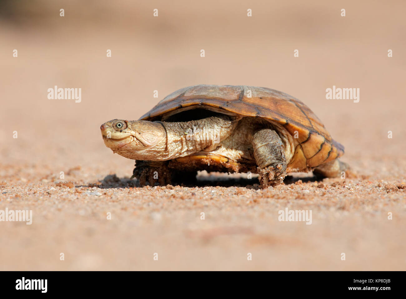 African helmeted turtle hi-res stock photography and images - Alamy