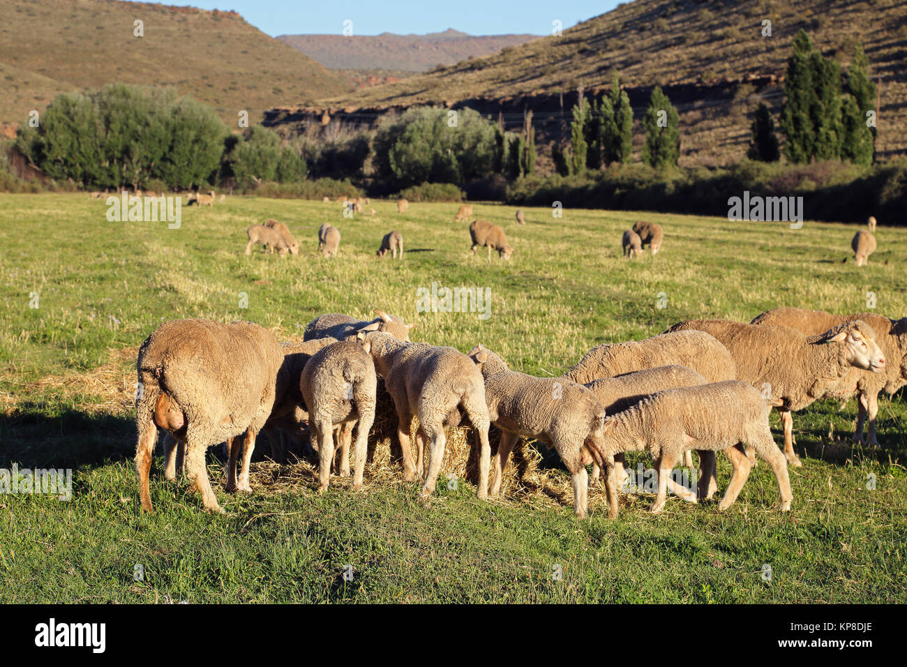 South africa karoo sheep farming hi-res stock photography and images ...