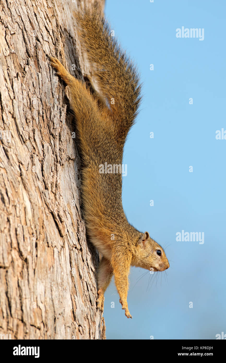 Tree squirrel in tree Stock Photo - Alamy