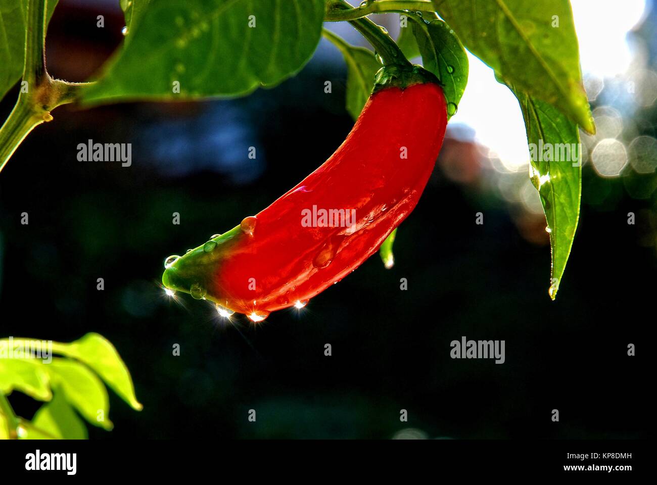 Red chilli - pod hanging from shrub Stock Photo - Alamy