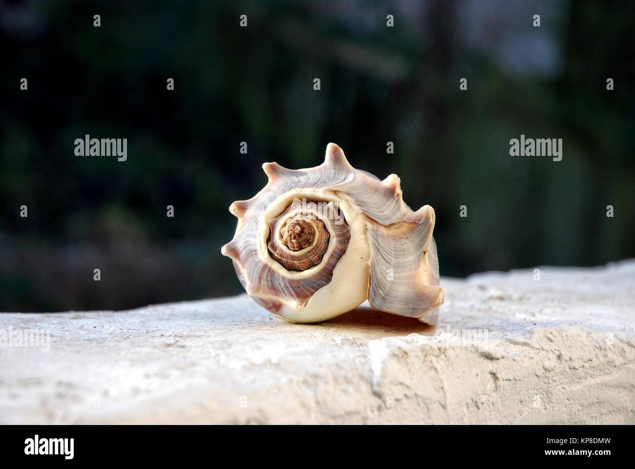 Lake - Shell on white wall with dark background Stock Photo - Alamy