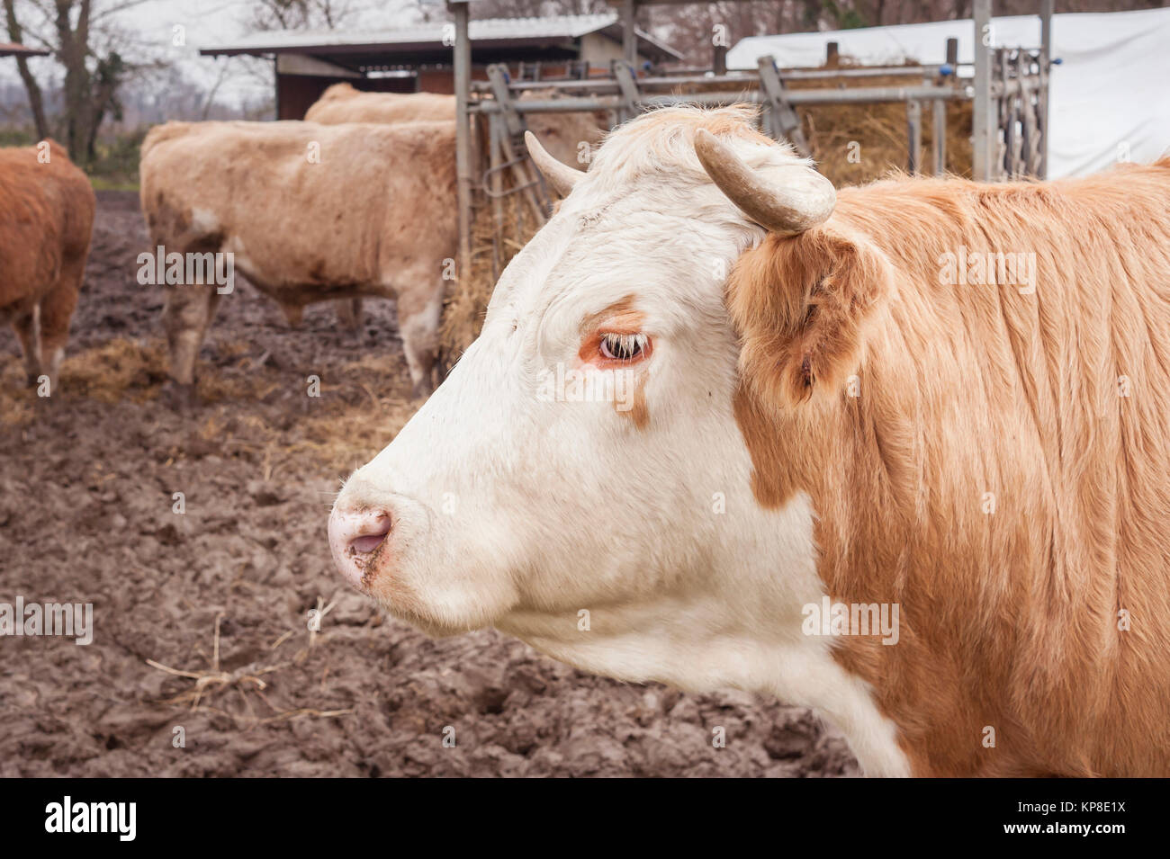 Close up of a Italian dairy cow Stock Photo - Alamy