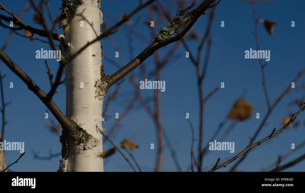 Russian birch hi-res stock photography and images - Alamy