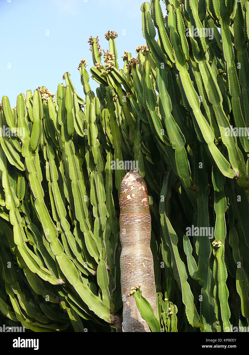 Plant fuerteventura hi-res stock photography and images - Alamy