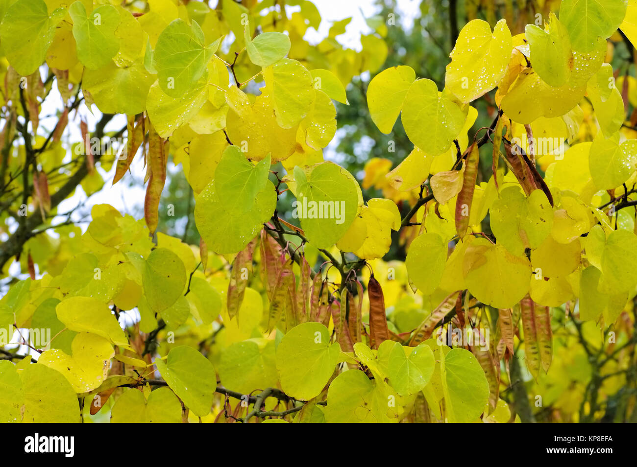 Cercis siliquastrum autumn hi-res stock photography and images - Alamy