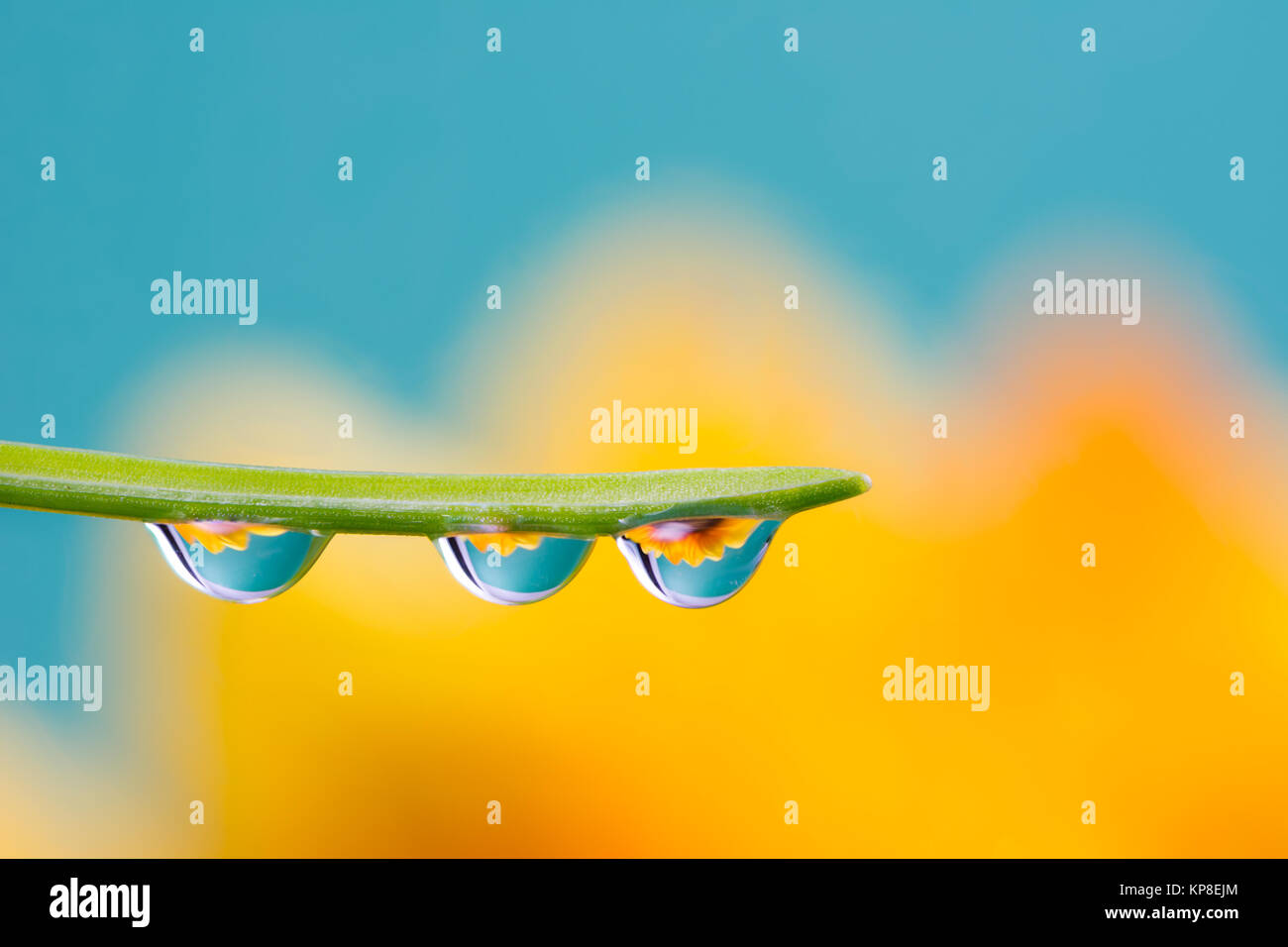Flower refraction in dew drops on a blade of grass Stock Photo - Alamy