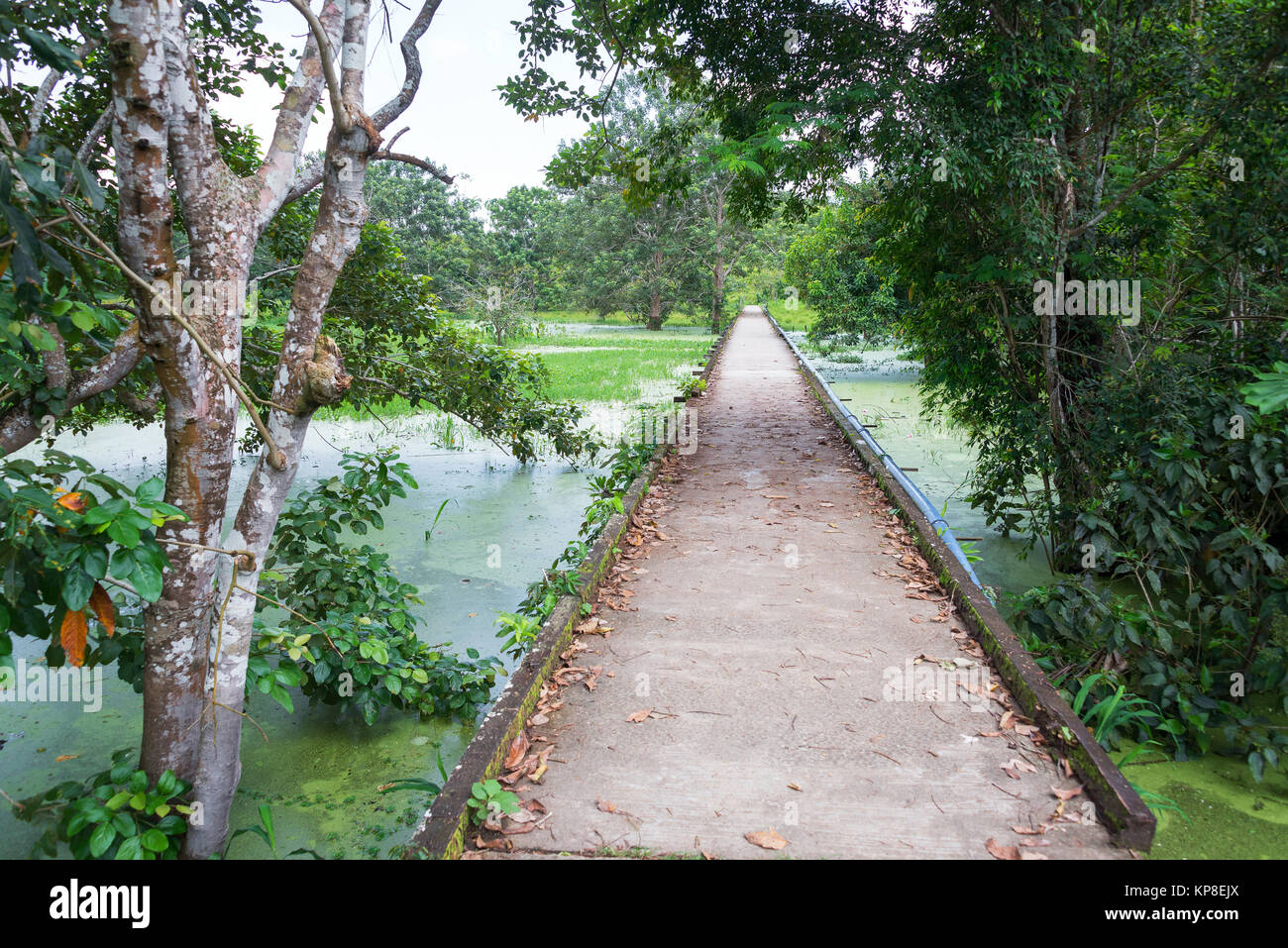 Flooded rainforest path hi-res stock photography and images - Alamy