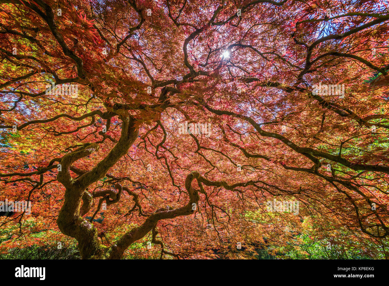 Red Japanese Maple Tree Stock Photo - Alamy