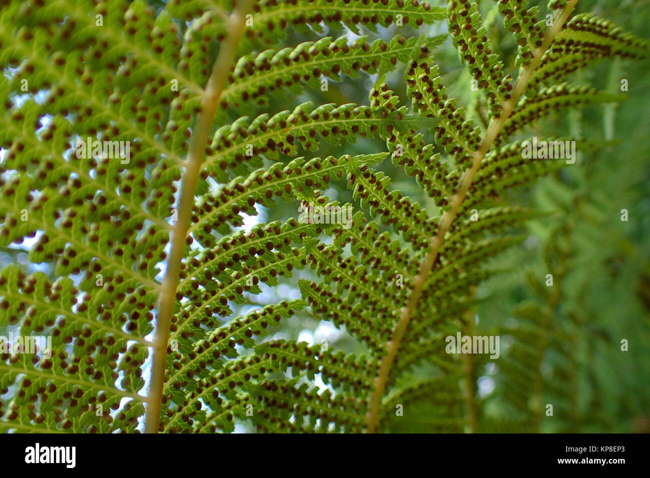 Fernfron hi-res stock photography and images - Alamy
