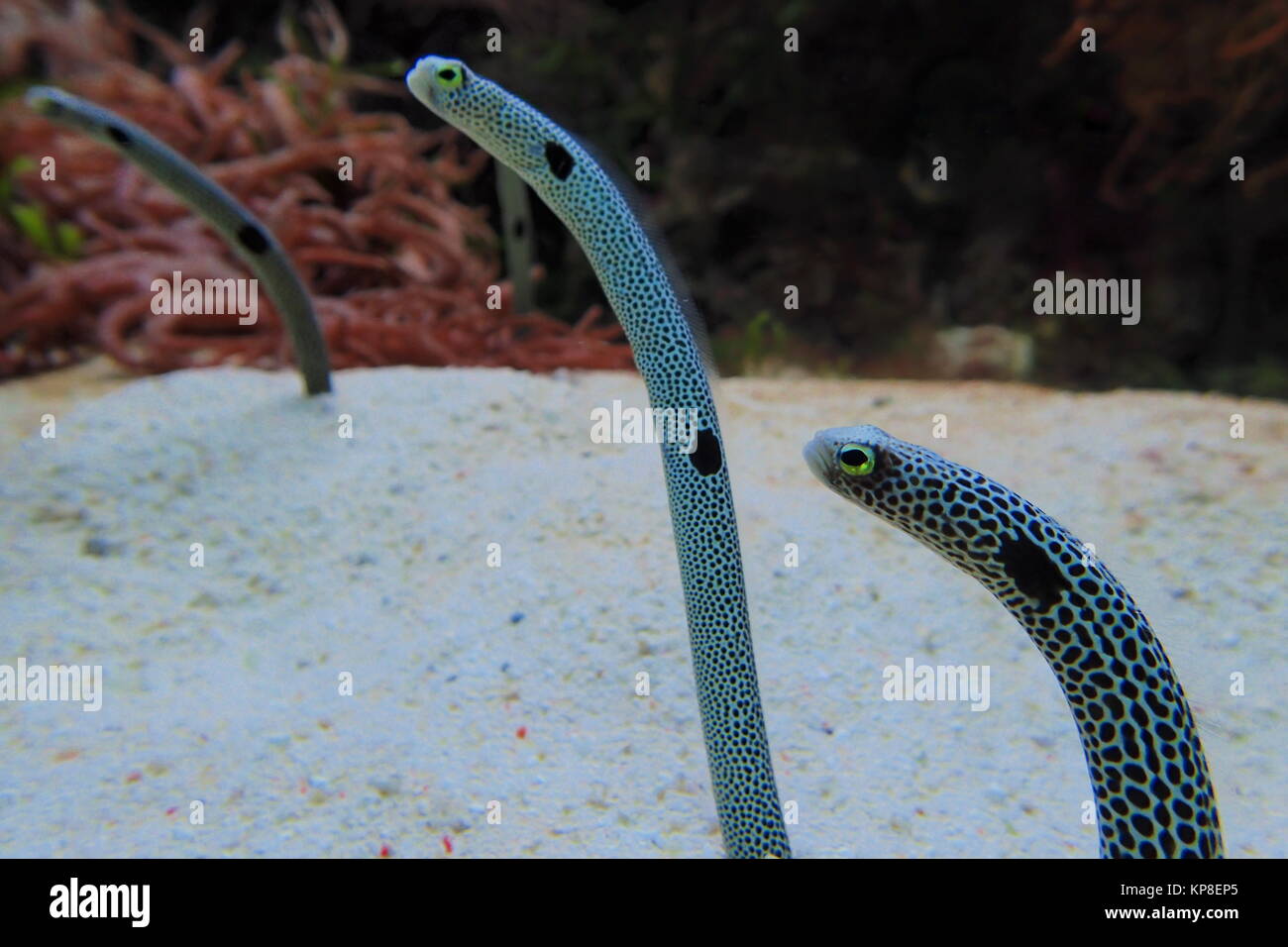 Percomorphaceae hi-res stock photography and images - Alamy