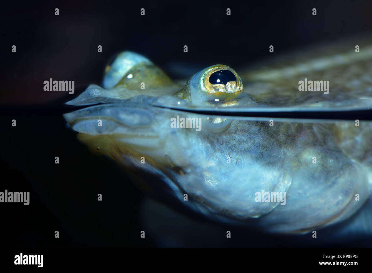 Tooth carp hi-res stock photography and images - Alamy