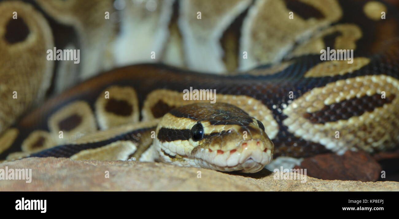 Large anakonda hi-res stock photography and images - Alamy