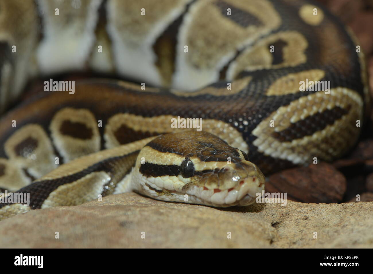 Boidae boinae hi-res stock photography and images - Alamy