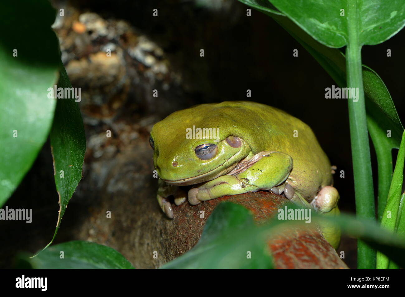 Lemur tree frog hi-res stock photography and images - Alamy