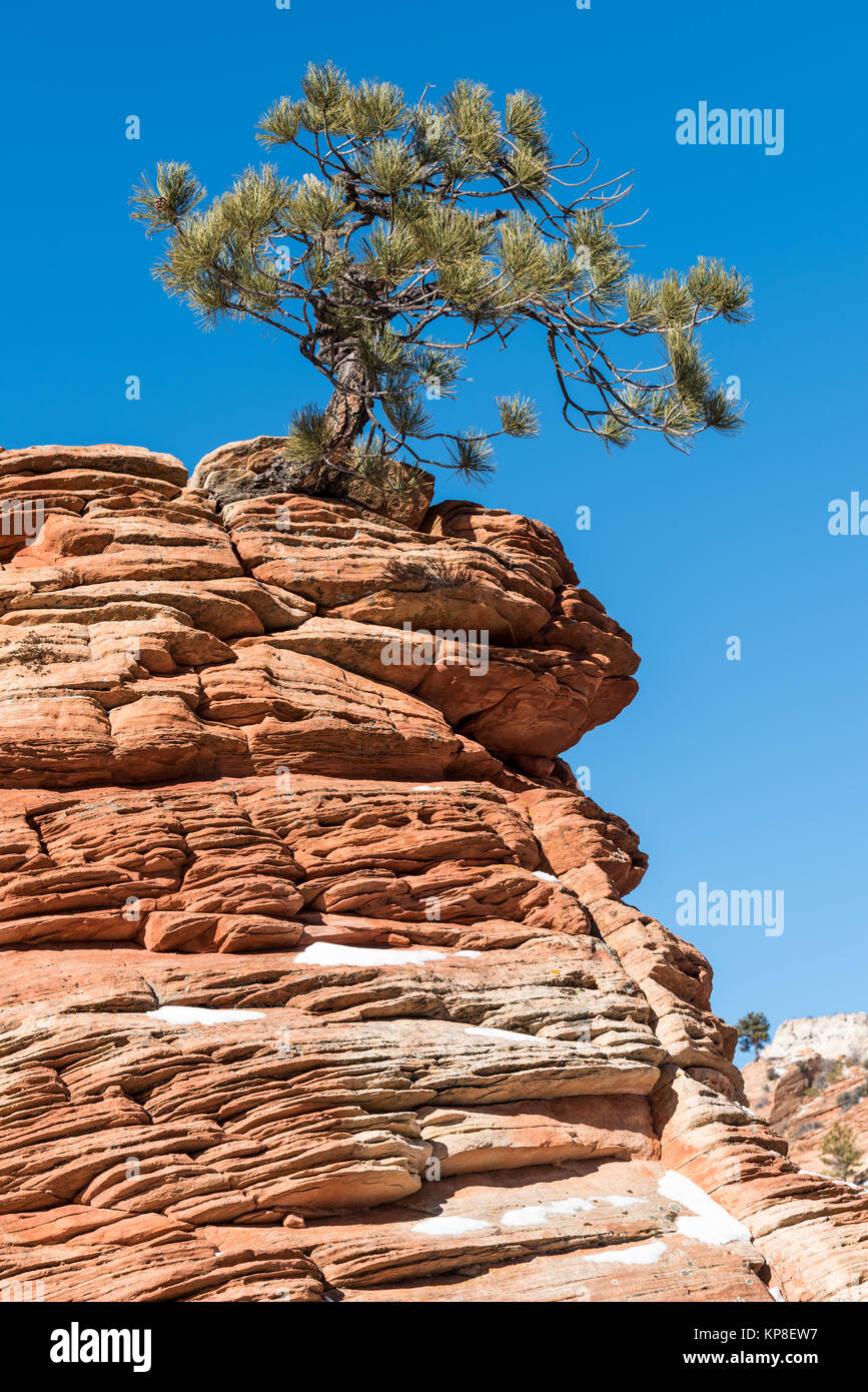 Twisted Pine Tree at Zion National Park Stock Photo - Alamy