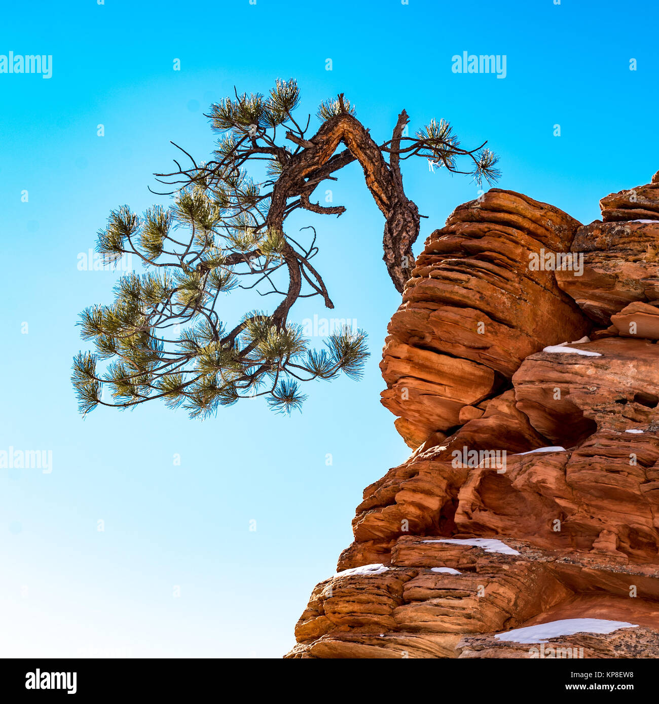 Twisted Pine Tree at Zion National Park Stock Photo - Alamy