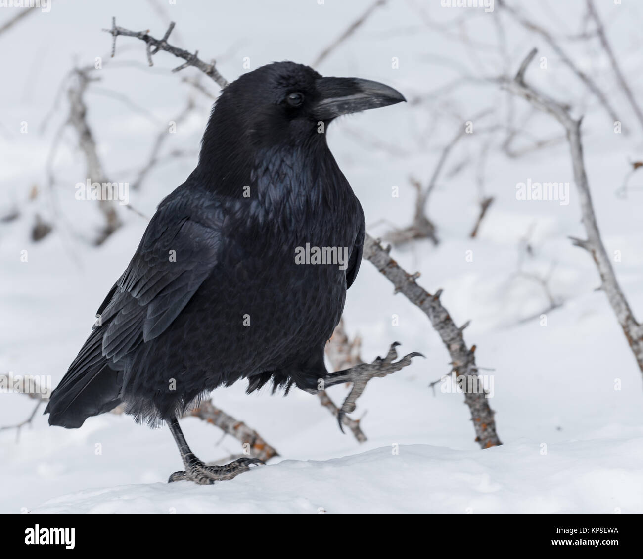 Raven in the snow hi-res stock photography and images - Alamy