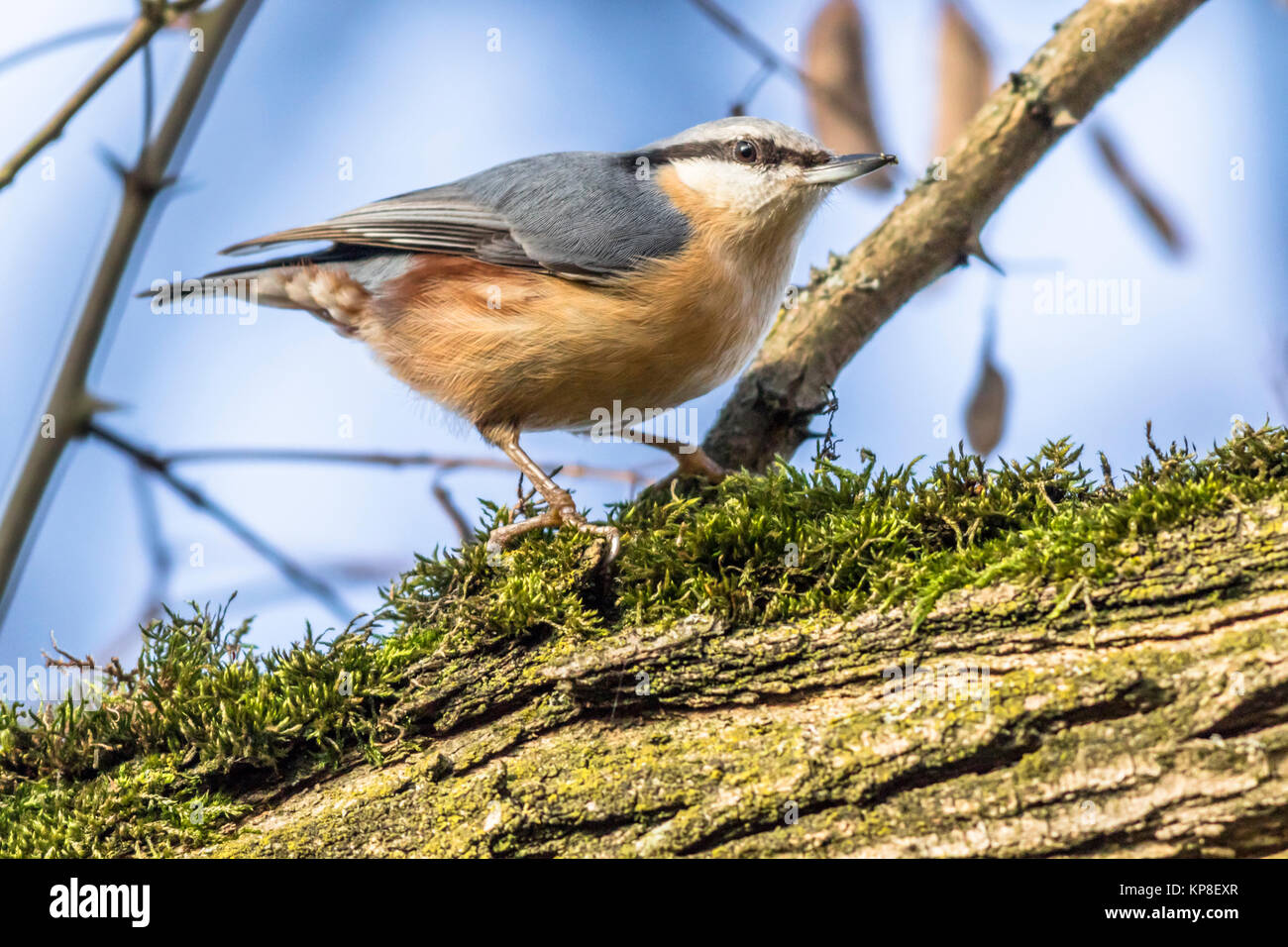 kleiber (sitta europaea Stock Photo - Alamy