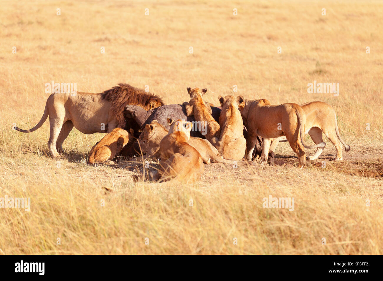 Pride of lions eating a pray in Masai Mara,Pride of lions eating a pray ...