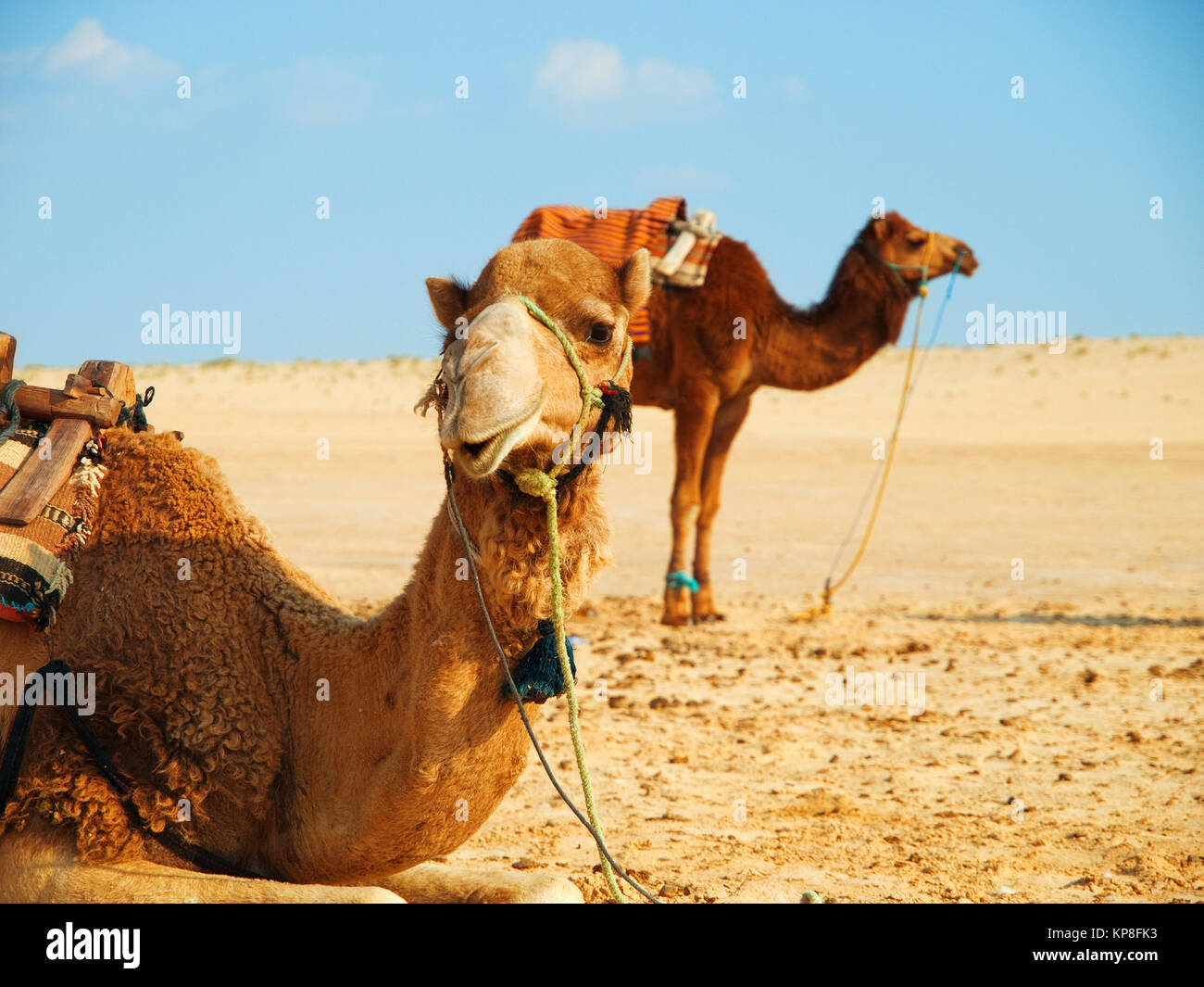 Camel in the desert Stock Photo - Alamy